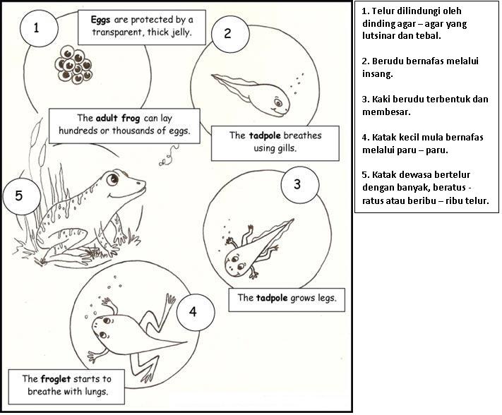 Kitar Hidup Katak | Blog Belajar Sains Cikgu Hasni