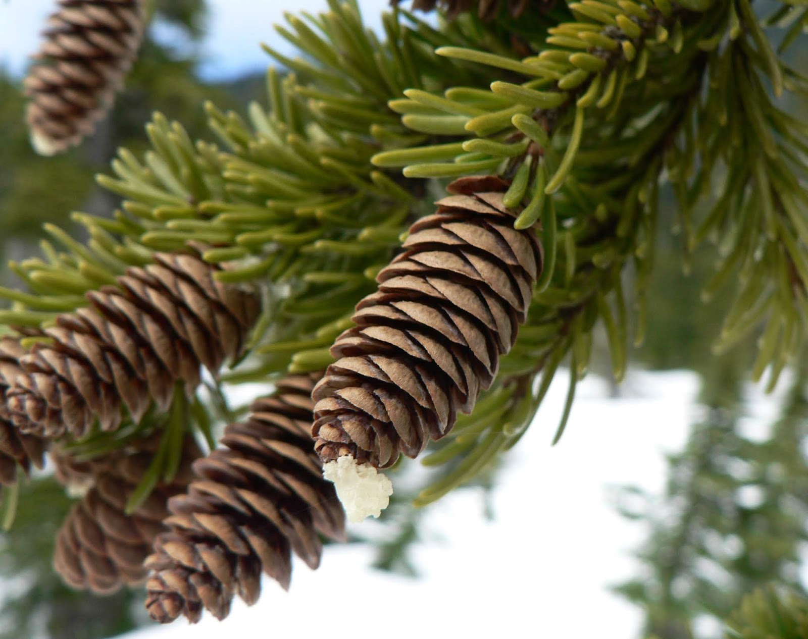 Trees Planet: Tsuga mertensiana - Mountain hemlock