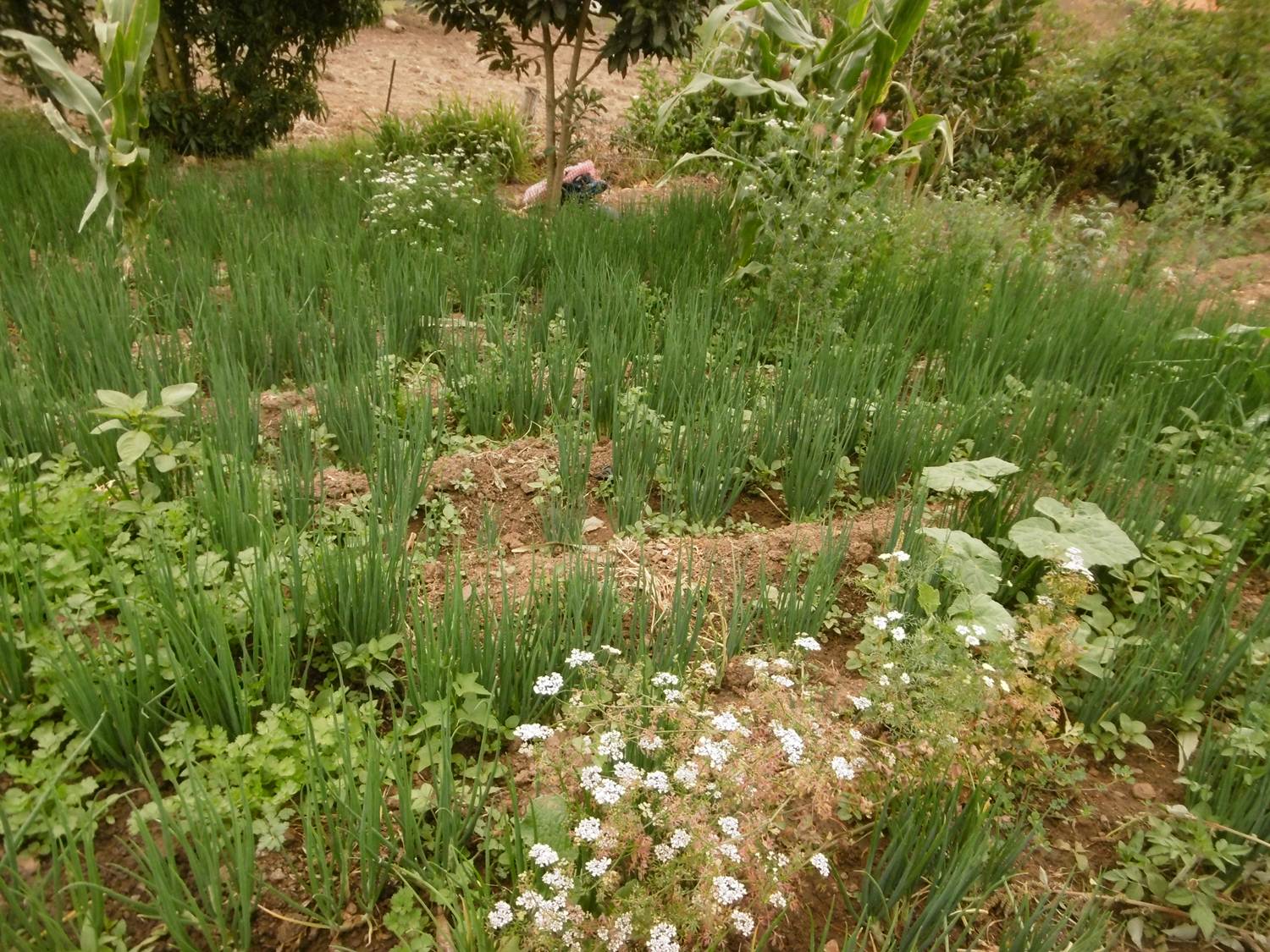 ALTERNATIVA ECOLÓGICA: CARACTERÍSTICAS DE UN BIOHUERTO DE SIERRA