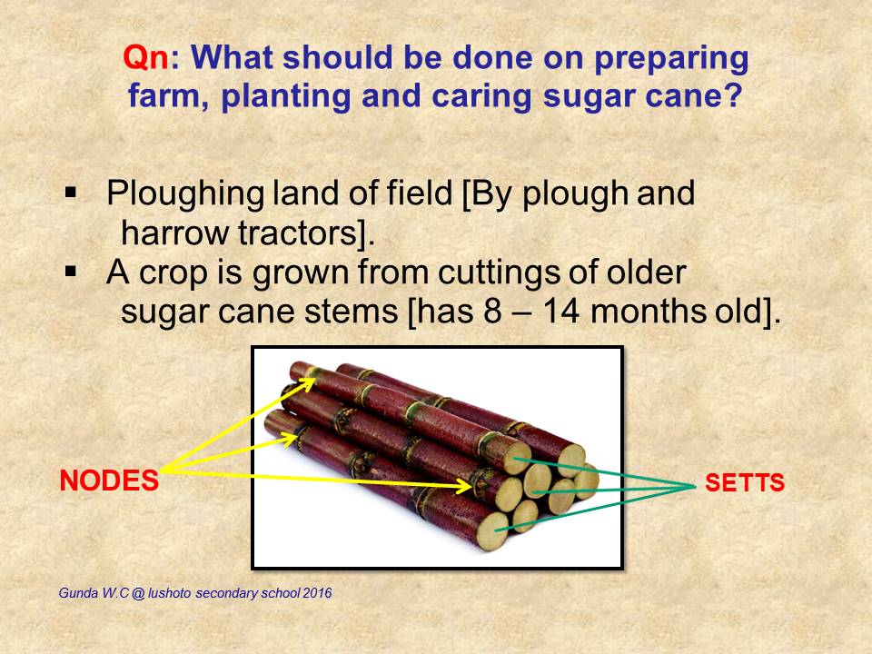 NYUMBA: AGRICULTURE - SUGAR CANE PRODUCTION (LESSON NOTES FOR FORM TWO)