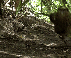 AVES EXOTICAS: Kakapú