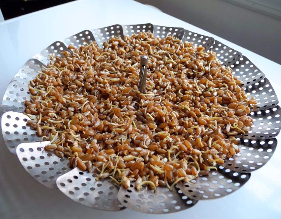 Baking Artisan Bread : Smoked Sprouted Rye Bread