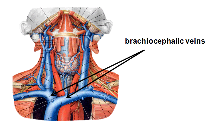 brachiocephalic vein - meddic
