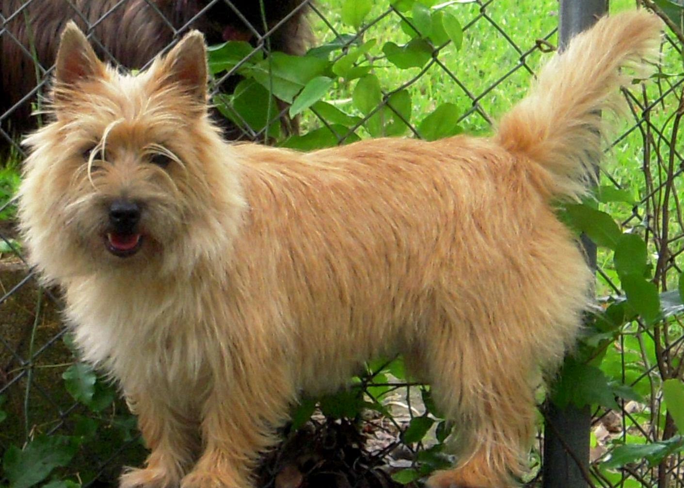 Raça De Cachorro Pequeno Peludo