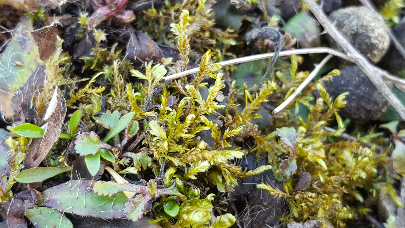 South Wales Bryophytes: Margam sidings