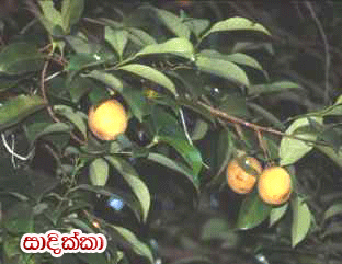 Ayurveda is fast becoming a household