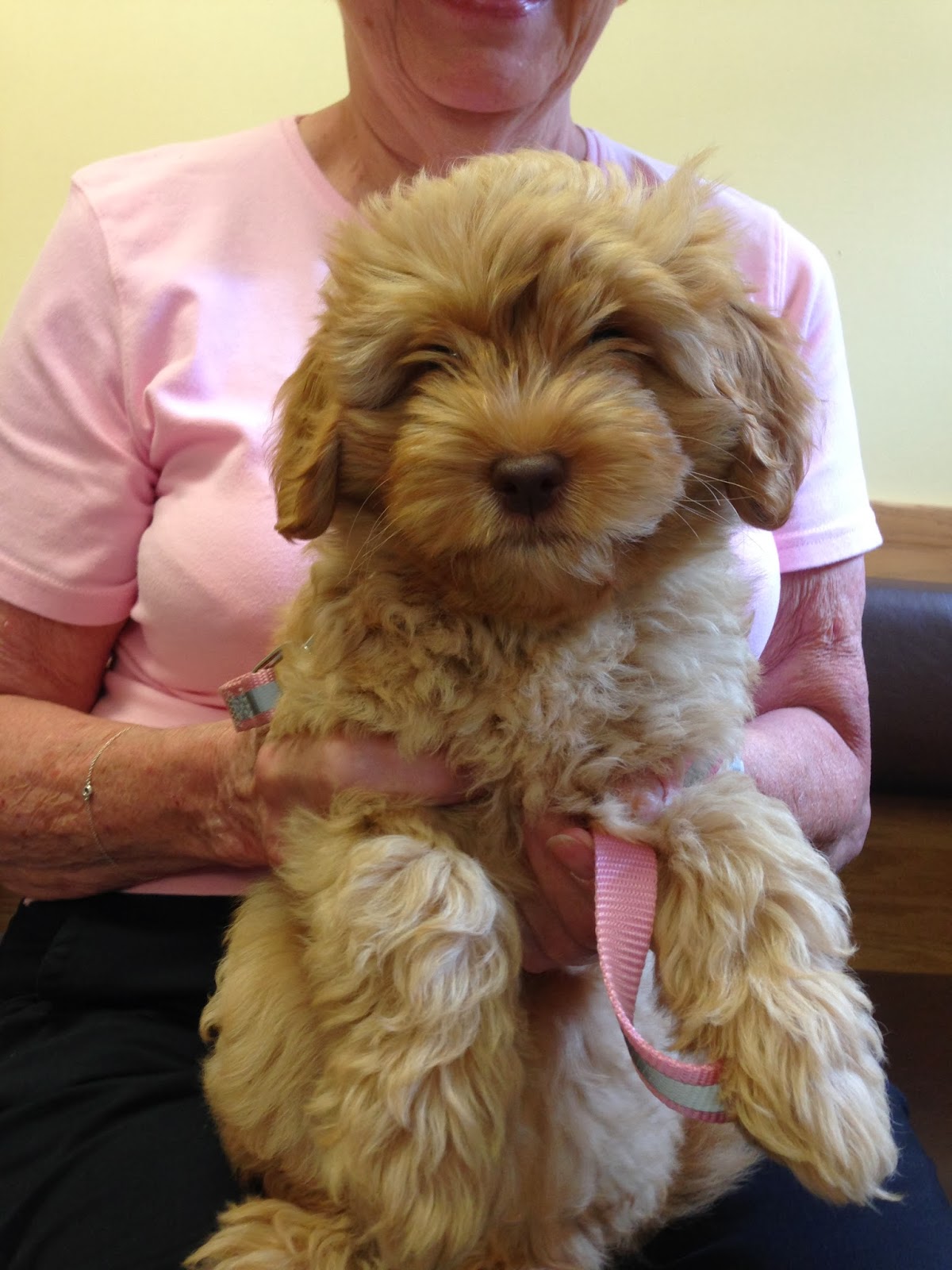 Diary of a Real-Life Veterinarian: Puppy Primer, The First Instructions.