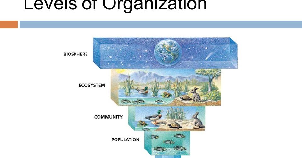 HIERARCHY IN ECOLOGY