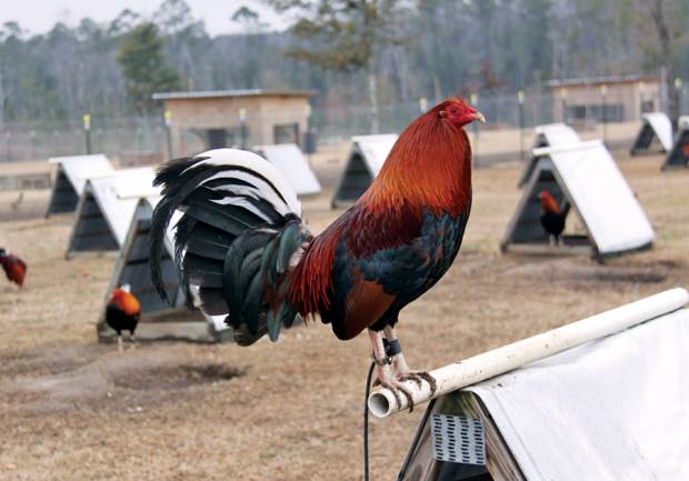 Gallos Y Galleros: (NUEVO) Entrevista A Gene Batia.