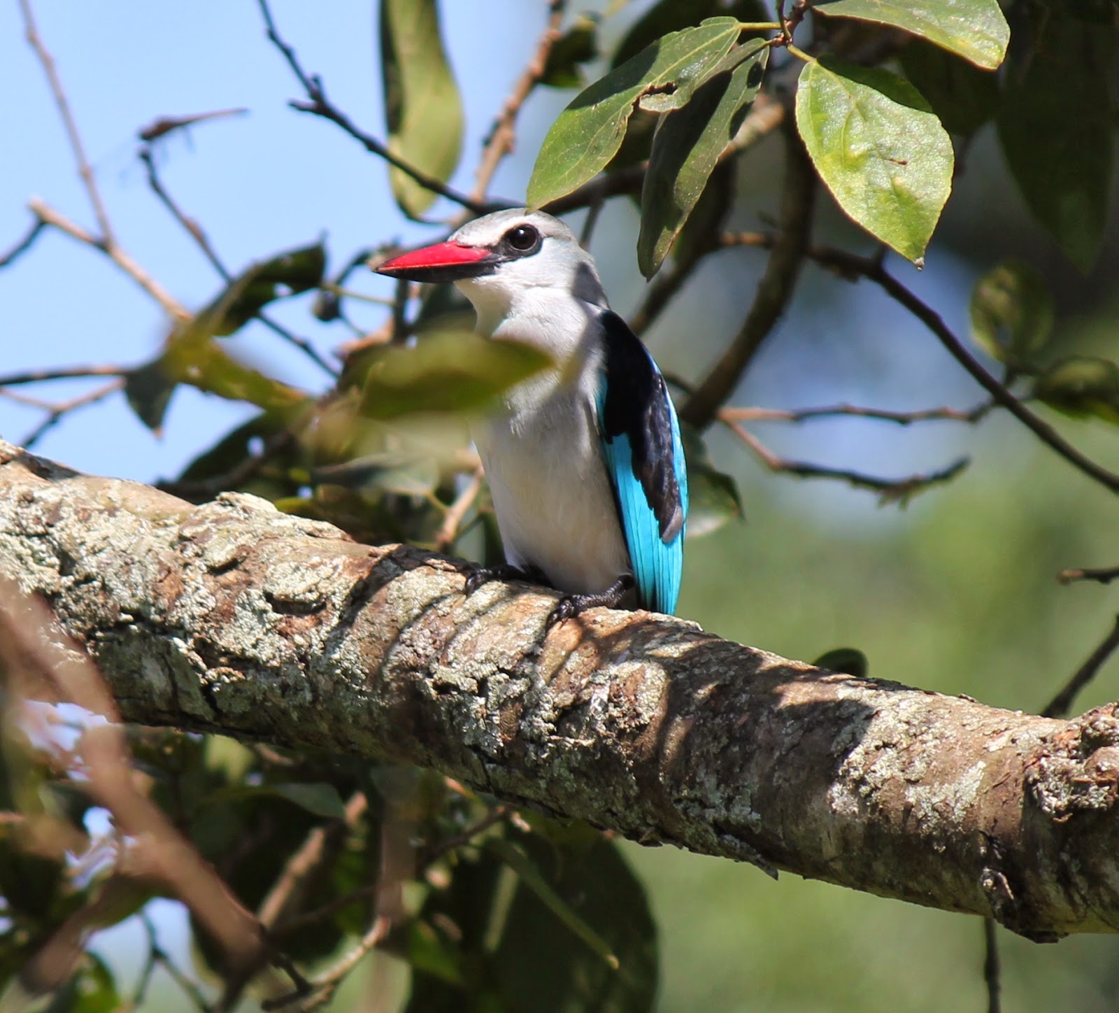 Under the Ugandan Sun