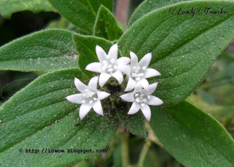 Brazilian Pusley - Richardia brasiliensis
