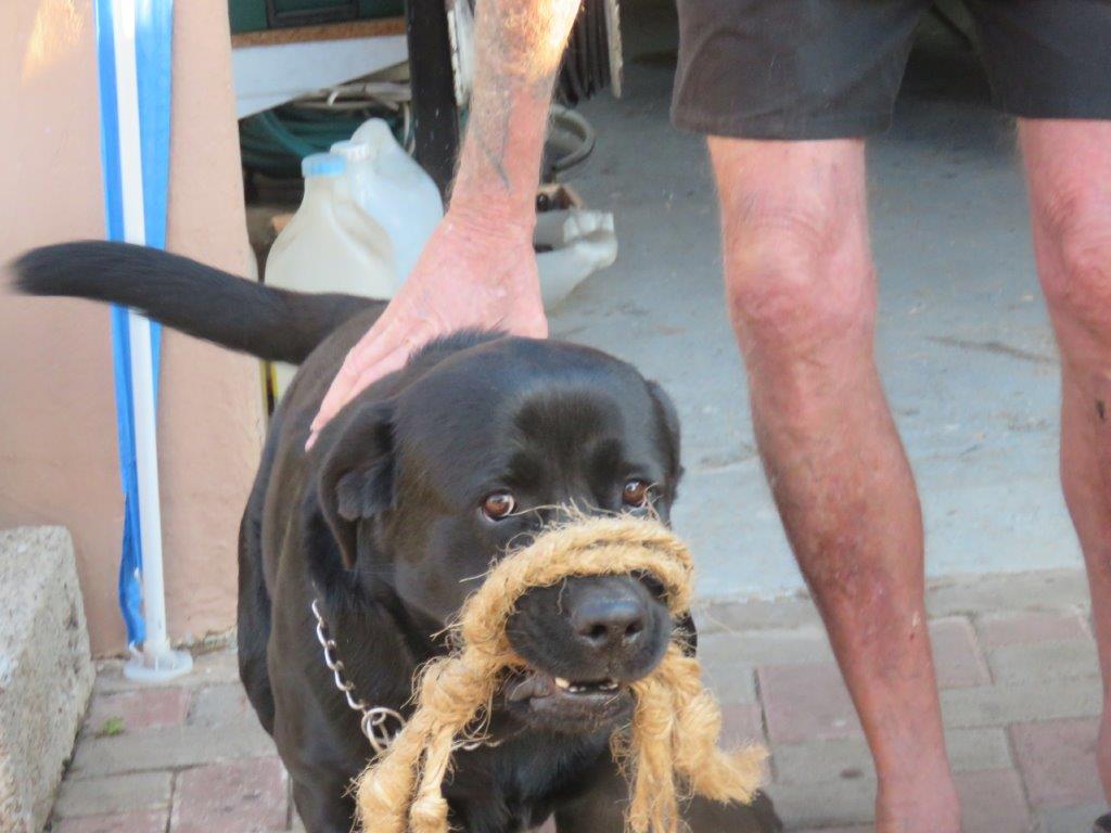 memorable meanders: Vain cat and daft dog