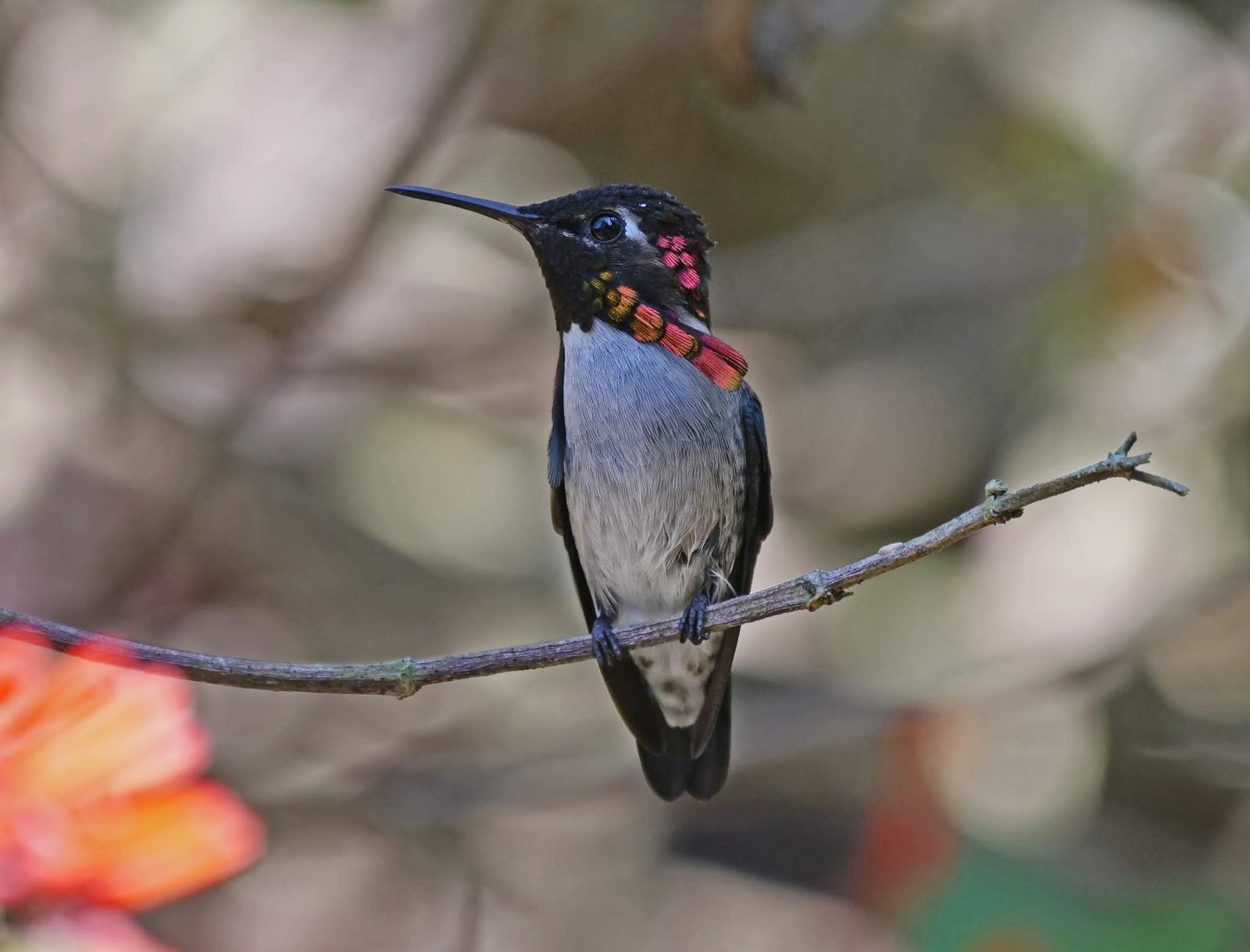 Nature in the Heart of England: Cuba: Bee Hummingbird