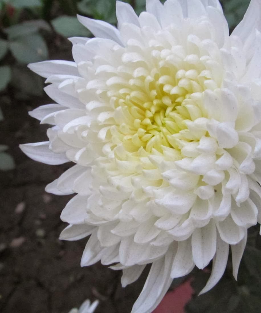 NATURAL & UNIQUE PHOTOGRAPHY: CHRYSANTHEMUM ( GULDAUDI ) FLOWER