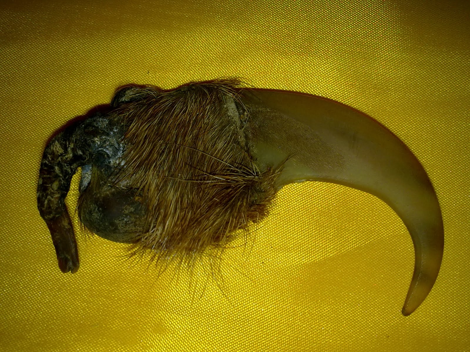 Panji Nusantara: AZIMAT KUKU MACAN TUNGGAL *Ditebus