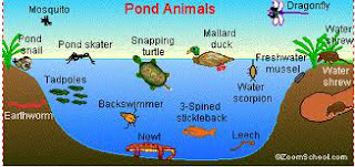 ecosystem & ecology: pond ecosystem