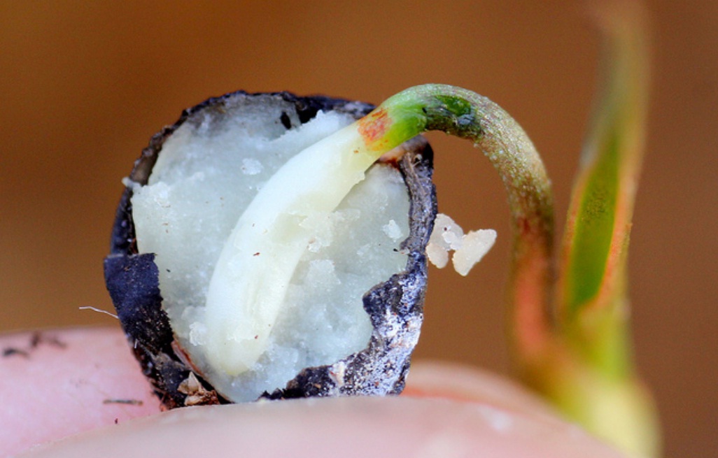 BIOLOGY WRITE-UP - BIOLOGY ARTICLES: HAUSTORIUM (haustoria): structure ... BIOLOGY WRITE-UP - BIOLOGY ARTICLES: HAUSTORIUM (haustoria): structure ...