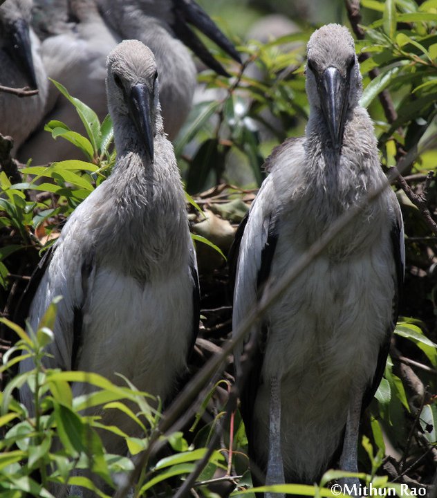 Mithun: Bird Photography