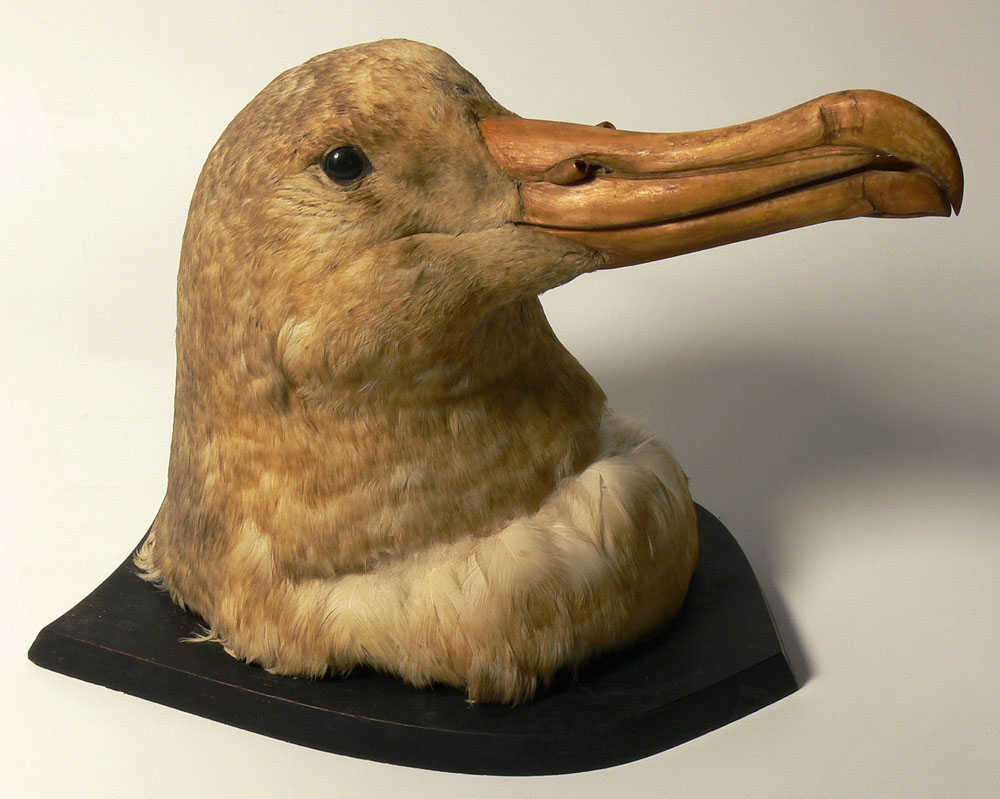 Tauranga Historical Society: Mr Pillans’ Head