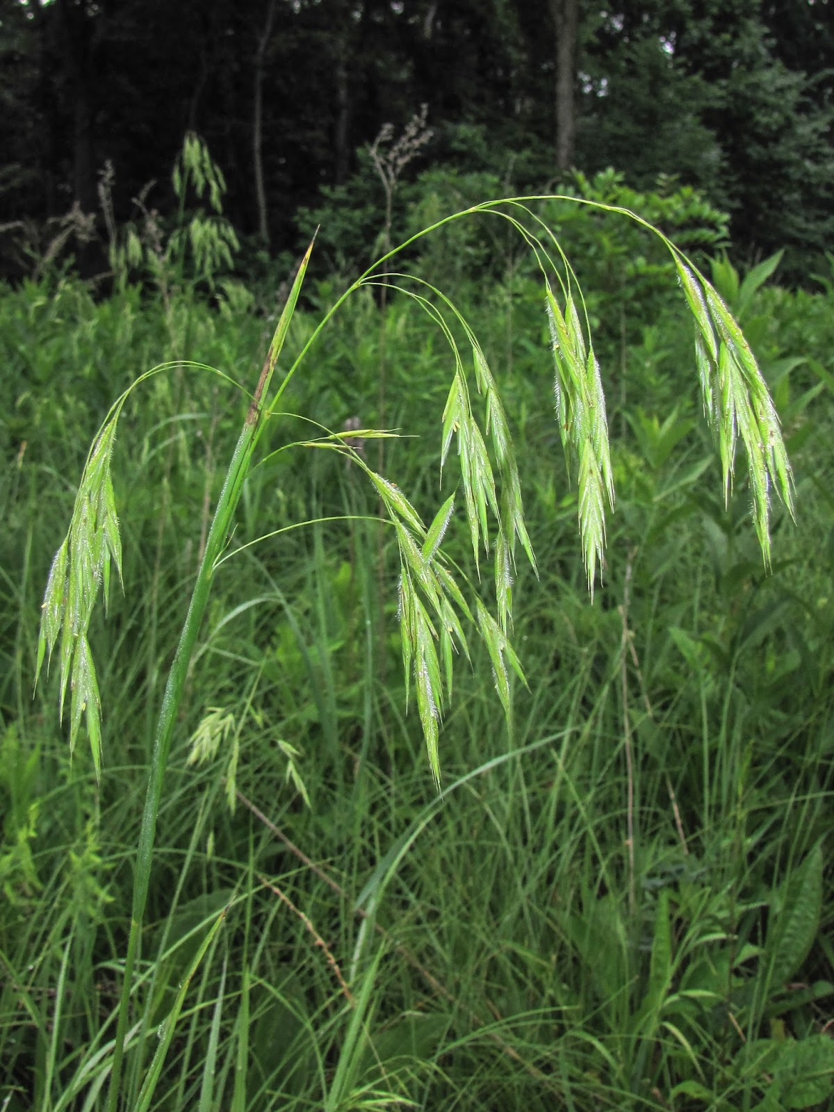 Through Handlens and Binoculars: Grass Identification and Ecology ...