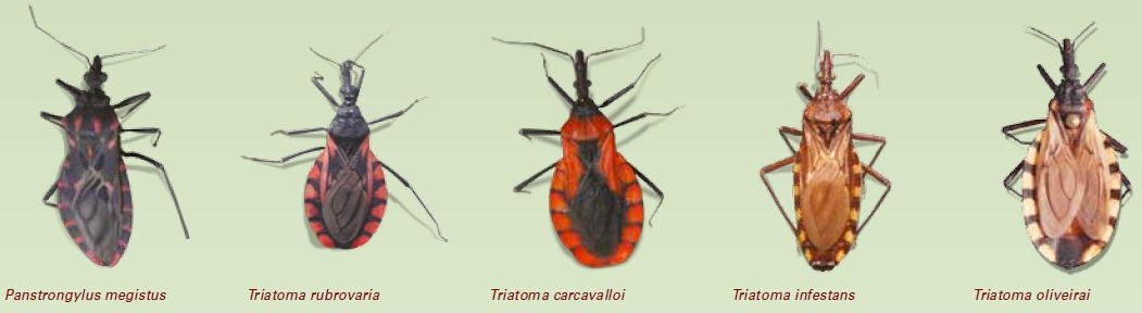 Blog do Ramon Lamar: Barbeiros Transmissores da Doença de Chagas