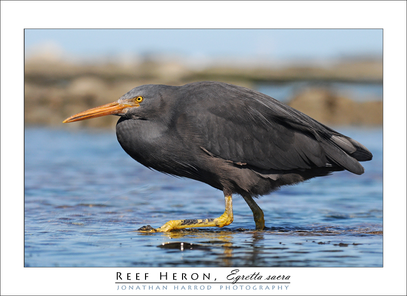 JONATHAN HARROD PHOTOGRAPHY: SPRING IS HERE
