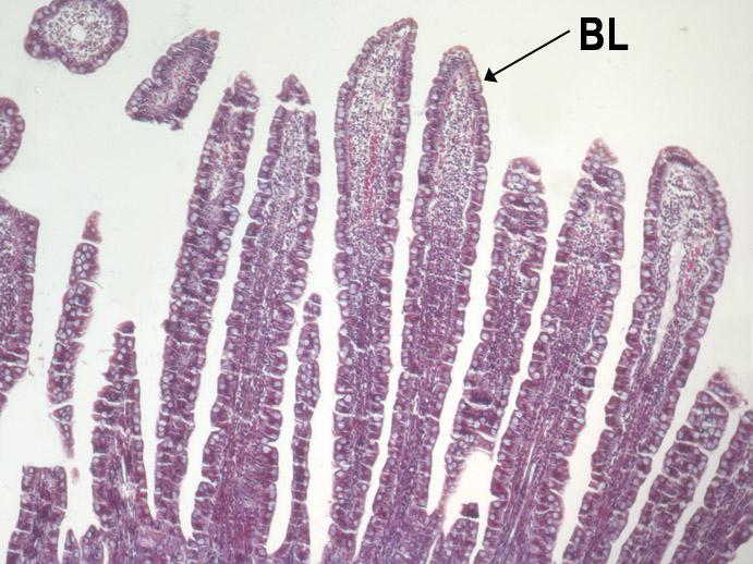 Manual interactivo de morfología celular: Morfología de células ...