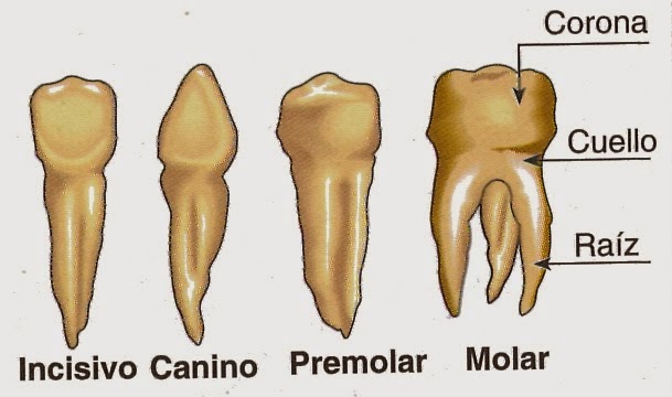 Cuidados odontológicos: TIPOS DE DIENTES:
