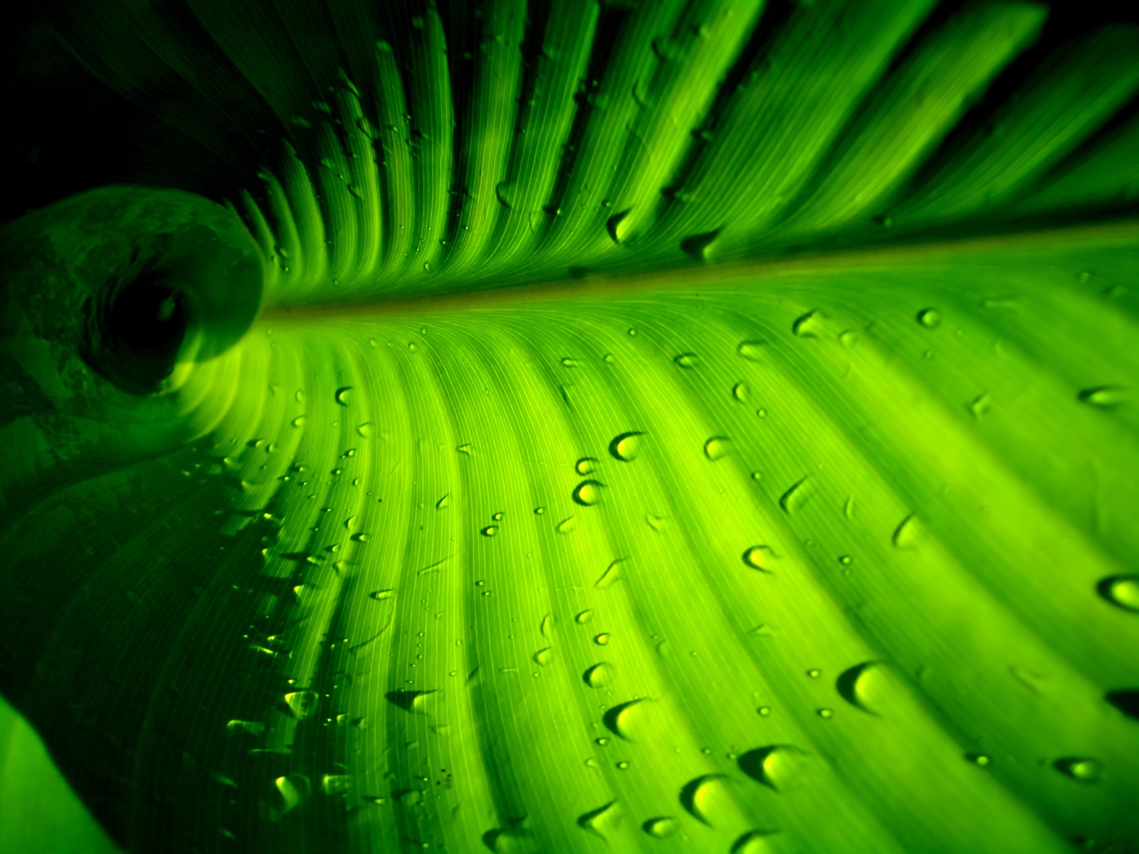 BANCO DE IMÁGENES: 15 fotografías de plantas verdes (contacto natural ...