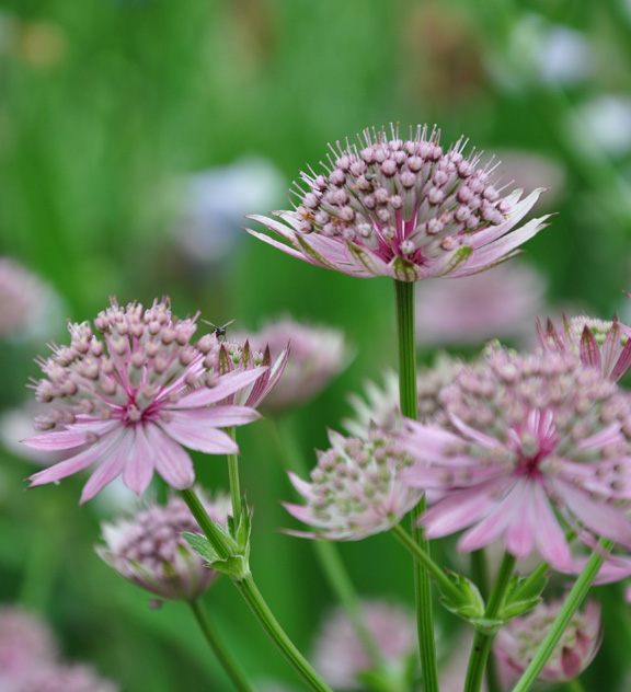 Three Dogs in a Garden: Astrantia