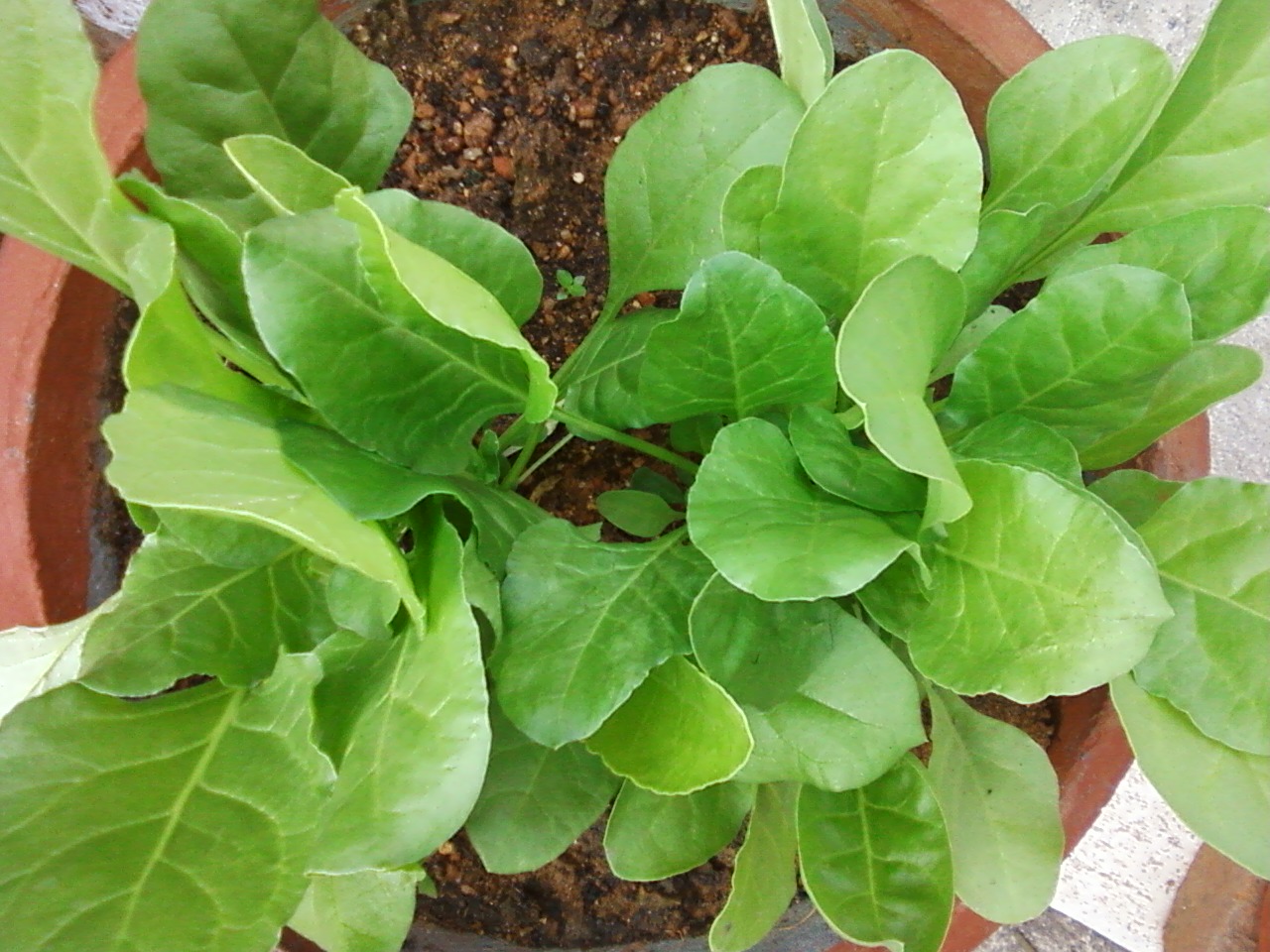 Teen's Kitchen Garden: The Spinach ( Cheera) & Palak - ready for harvest