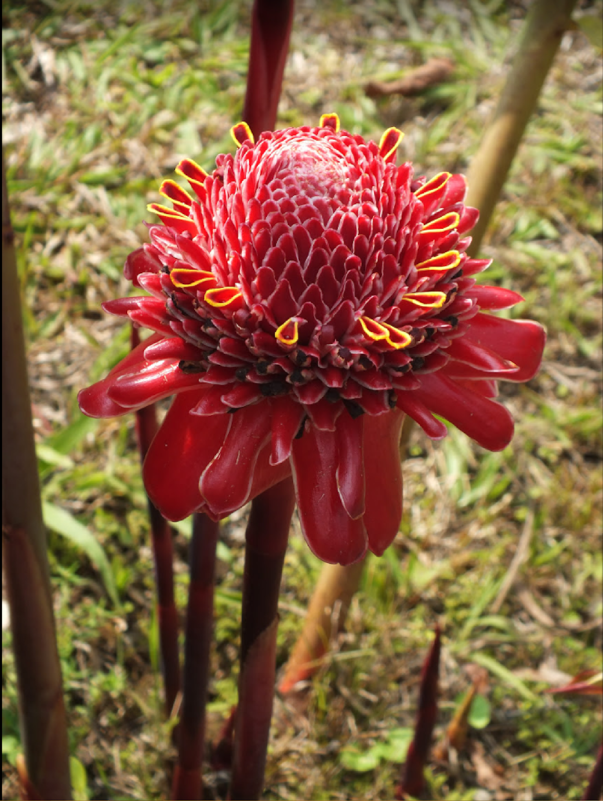 tropicalia: "flora de Angola"