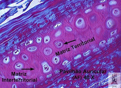 Histologia Geral UFPE: Tecido Cartilaginoso