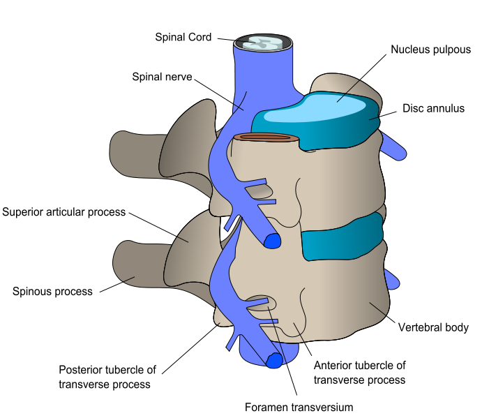 ASOTERCI - CASC: Columnas Cervical, Torácica, Lumbar, Coxigea