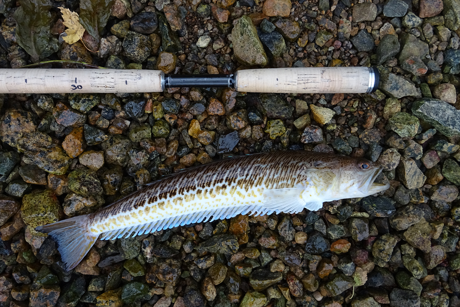 Bjarnes turblogg: Fjesing!