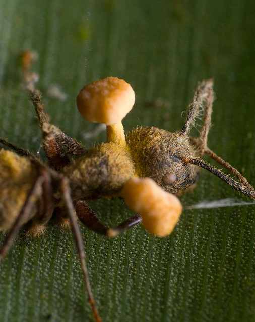 Real Monstrosities: Cordyceps