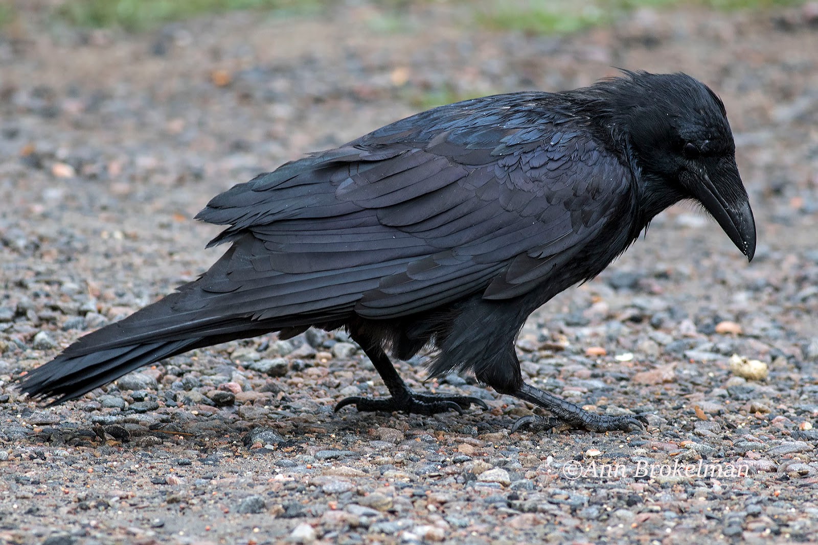 Ann Brokelman Photography: Common Raven - Algonquin 2016