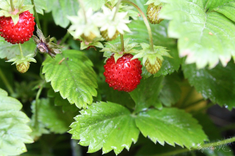 Angel's food: Frumoasa viata la tara...fructe din gradina:-)