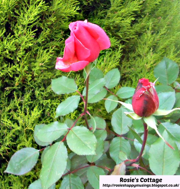 Rosie's Cottage: Friday Smiles - Back Into The Garden!