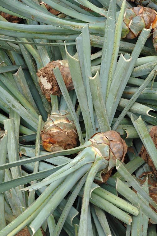 In the Company of Plants and Rocks: Taxonomy of Agaves and Vino-mezcal