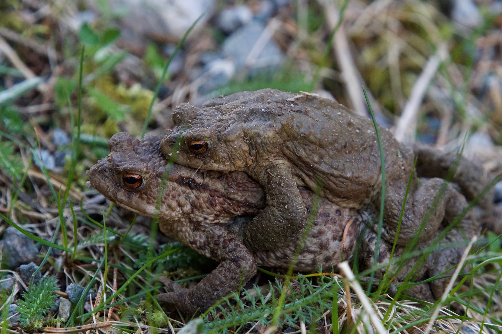 Naturfoto Einar Hugnes: Vårkåte padder ved Litlvatnet i Austefjorden