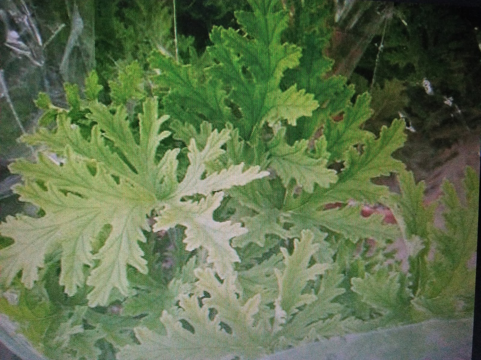 Fuziah Sulaiman blog: Jom kenali Flora Pokok JERIMIN - Biorepelen - di ...