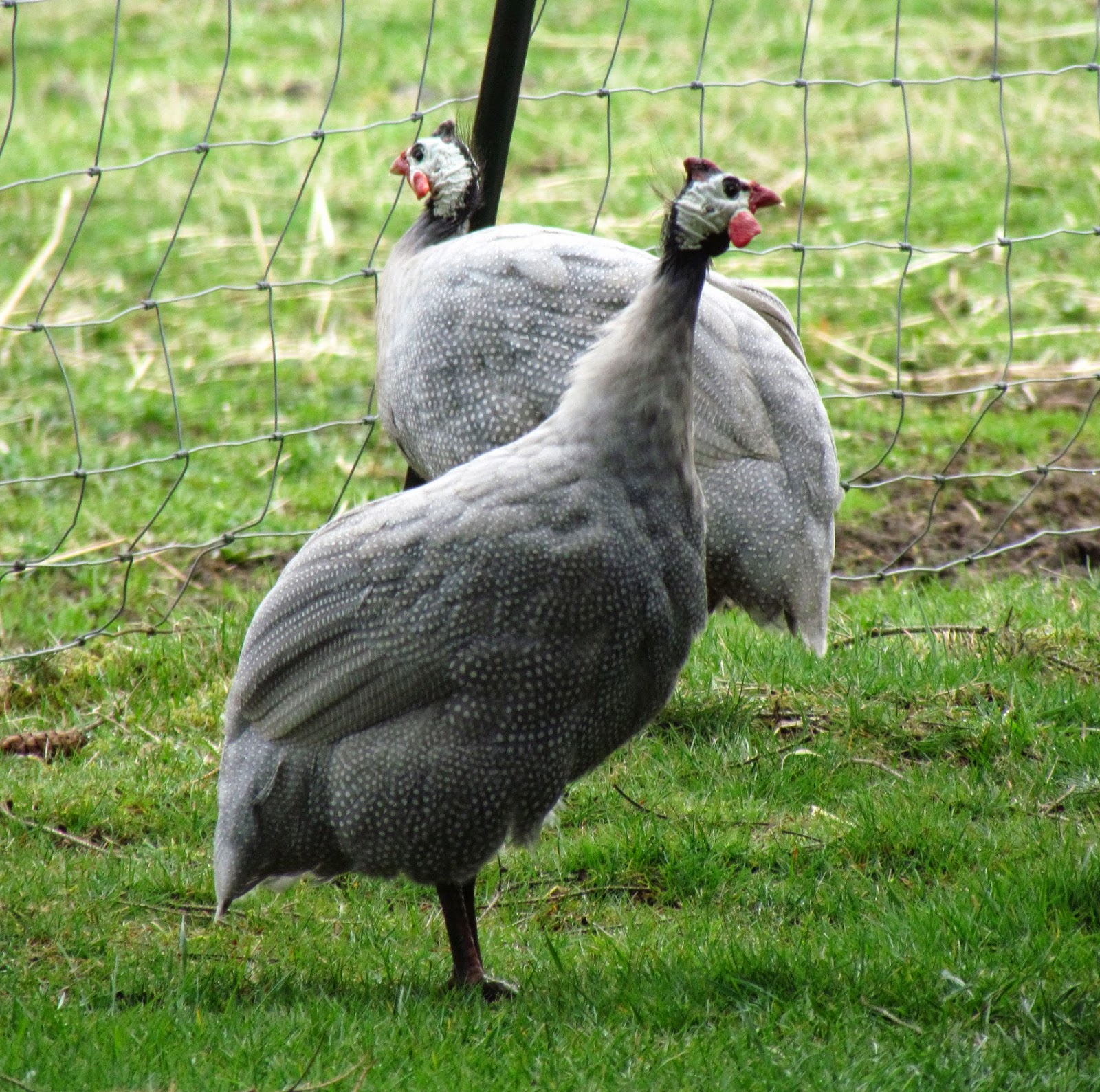 Scene Through My Eyes: Guinea Fowl and Ducks