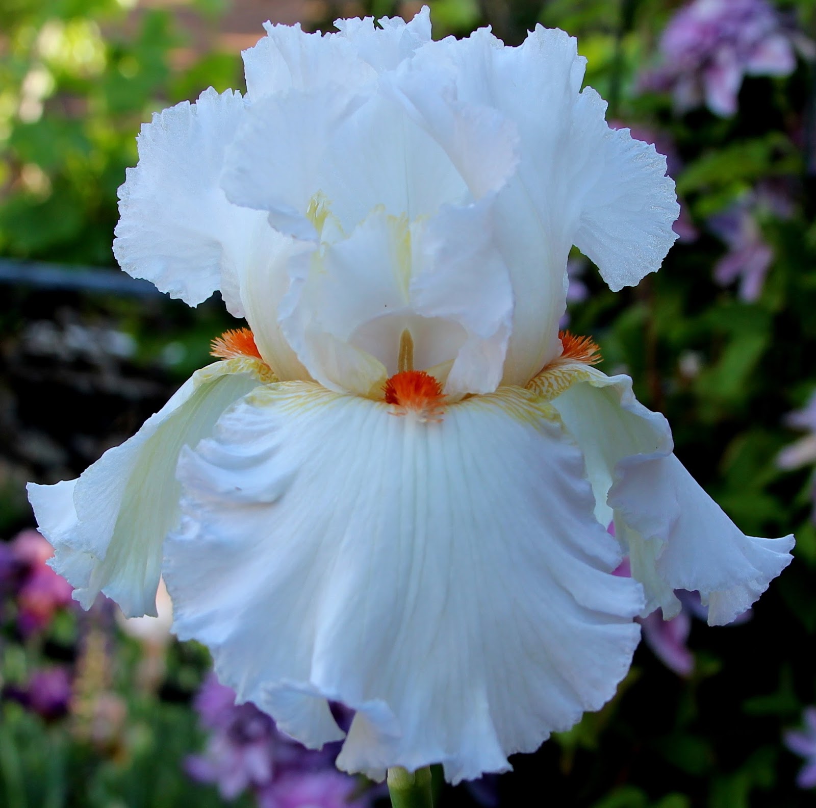 World of Irises: "Talking Irises" WHITE TALL BEARDED IRISES - "I'm ...