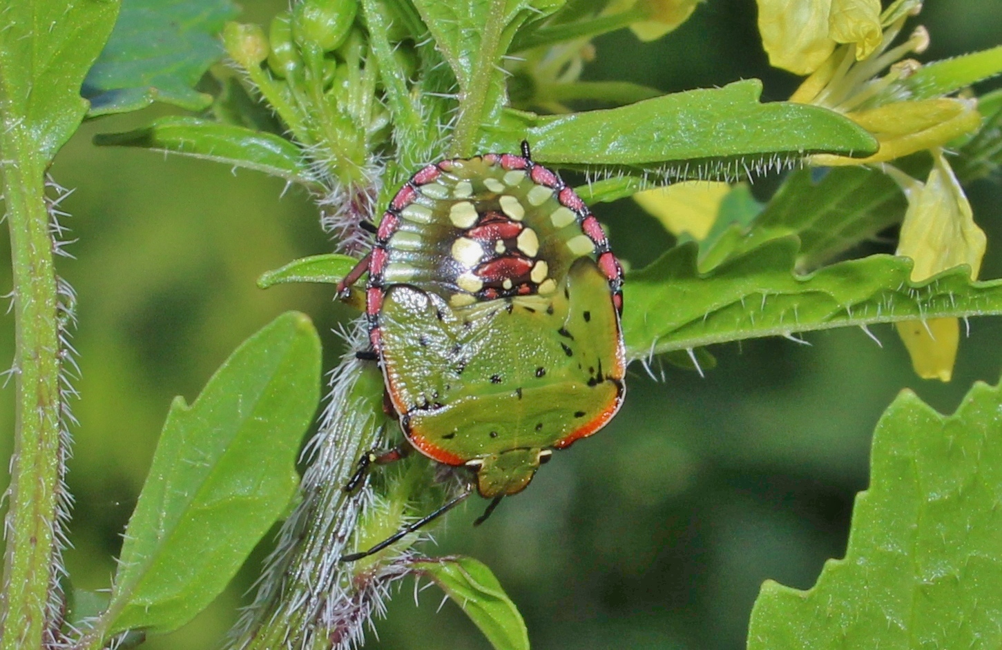 Biodiversity of Cyprus by NGO Protection of the Natural Heritage and ...