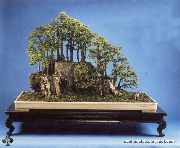 CoolFunClub: Top 10 Greatest Bonsai Trees