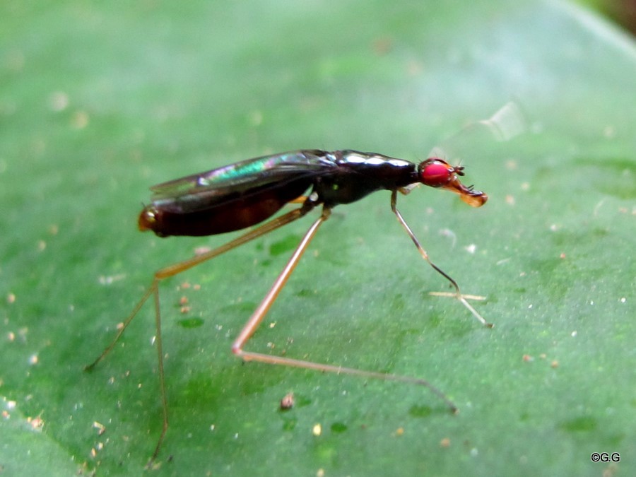 Nature Wonders Gershonized: More New Guinea insects זחלים עכבישים ...