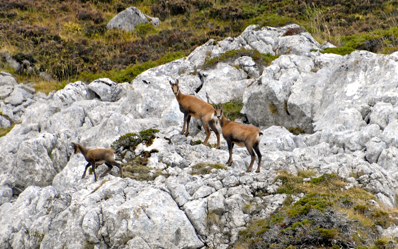 EL NIDO DEL XUAN: EL REBECO (Rupicabra rupicabra)