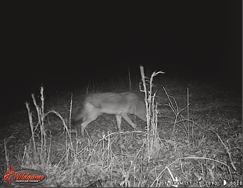 Red Wolf Awareness: #21 - Red Wolf Identification - What Are The Signs.