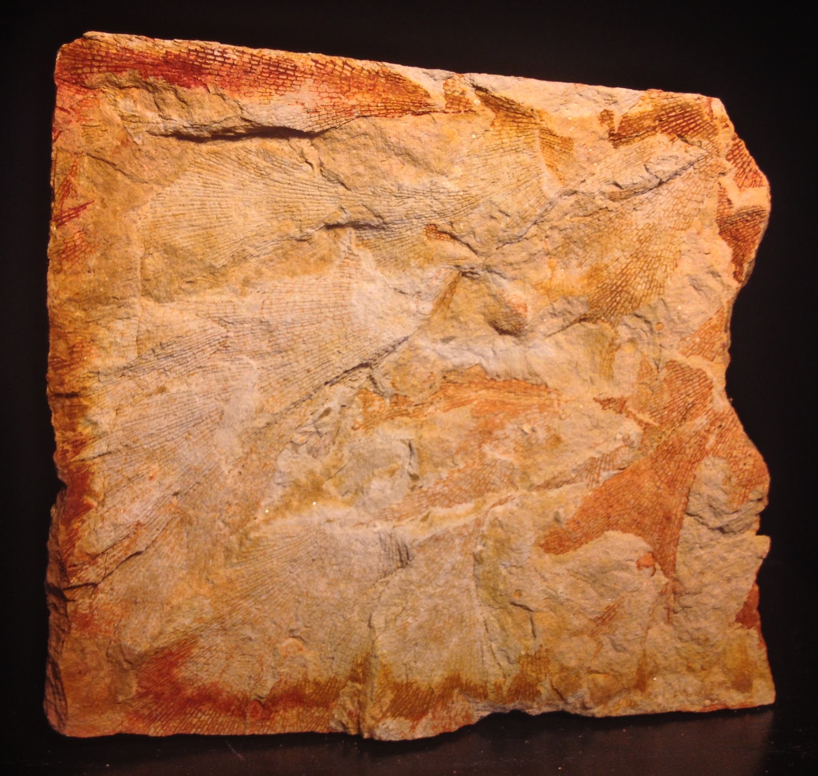 Permian Fossils of the Hunter Valley